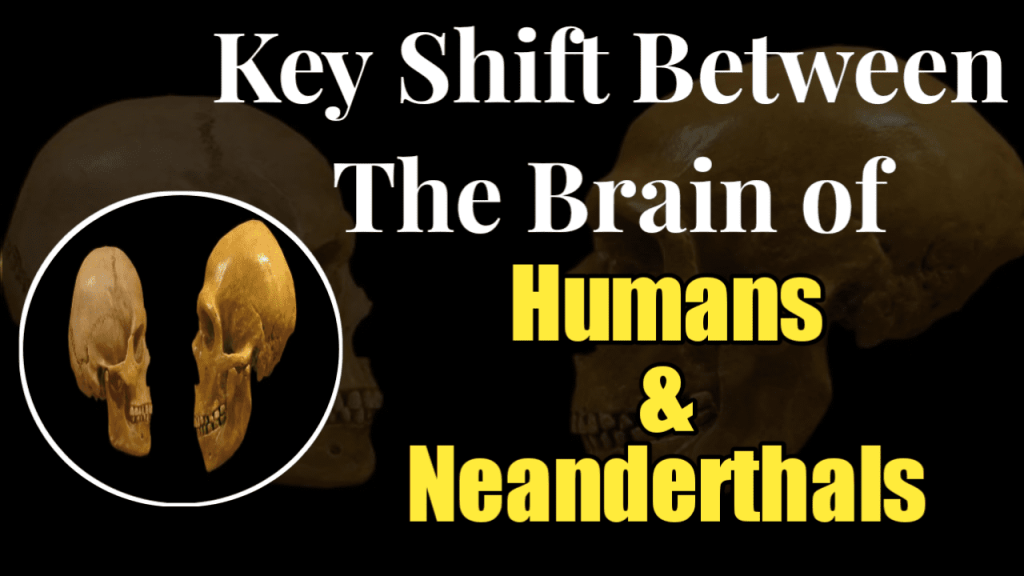 Scientists Have Found a Key Shift Between The Brains of Humans and ...